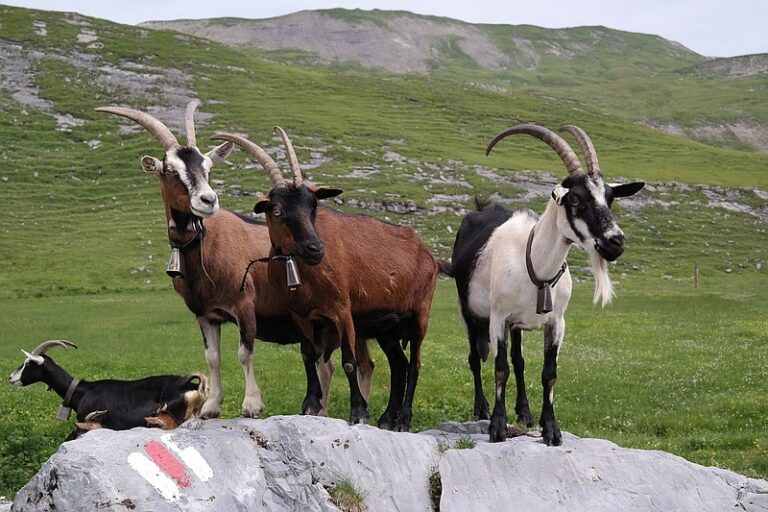 Alpine Goat - Breed Profile - Goat Journal